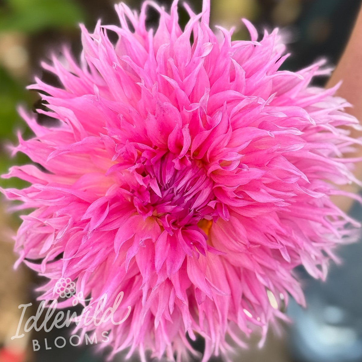 Lillian Stewart Dahlia Tuber | Lillian Stewart Flower Bulb & Information – Idlewild Blooms