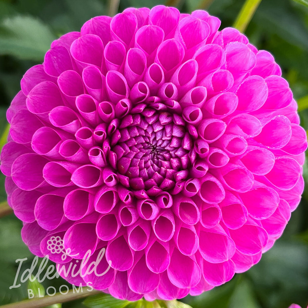The Dahlia Library – Idlewild Blooms