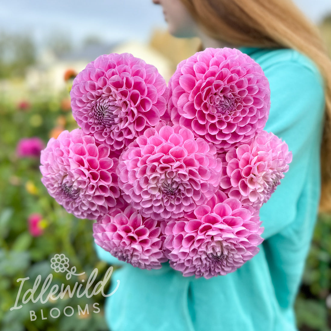 20th Ave Old Major Dahlia Tuber | 20th Ave Old Major Flower Bulb & Information – Idlewild Blooms