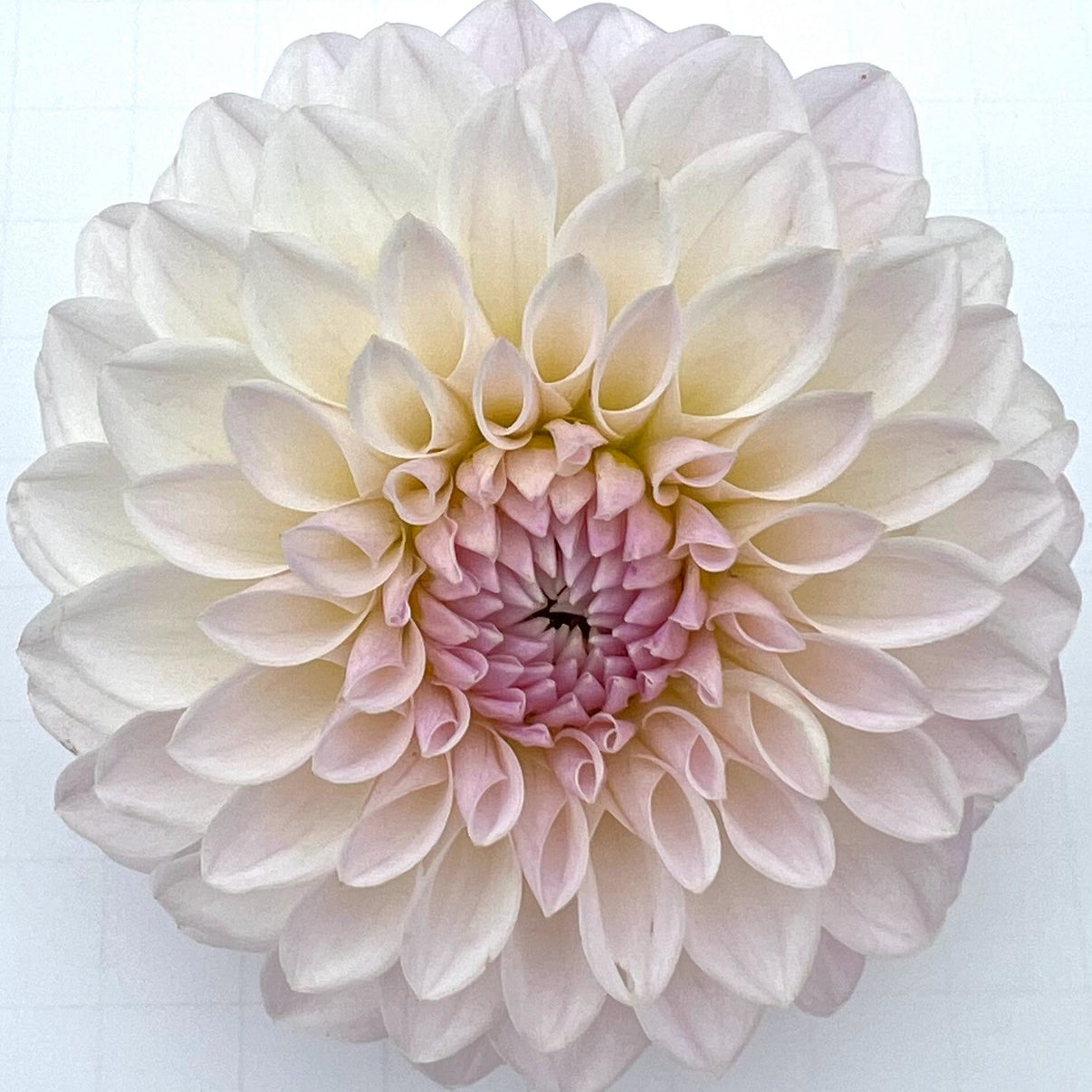 Bloomquist Tory P Dahlia Tuber | Bloomquist Tory P Flower Bulb ...