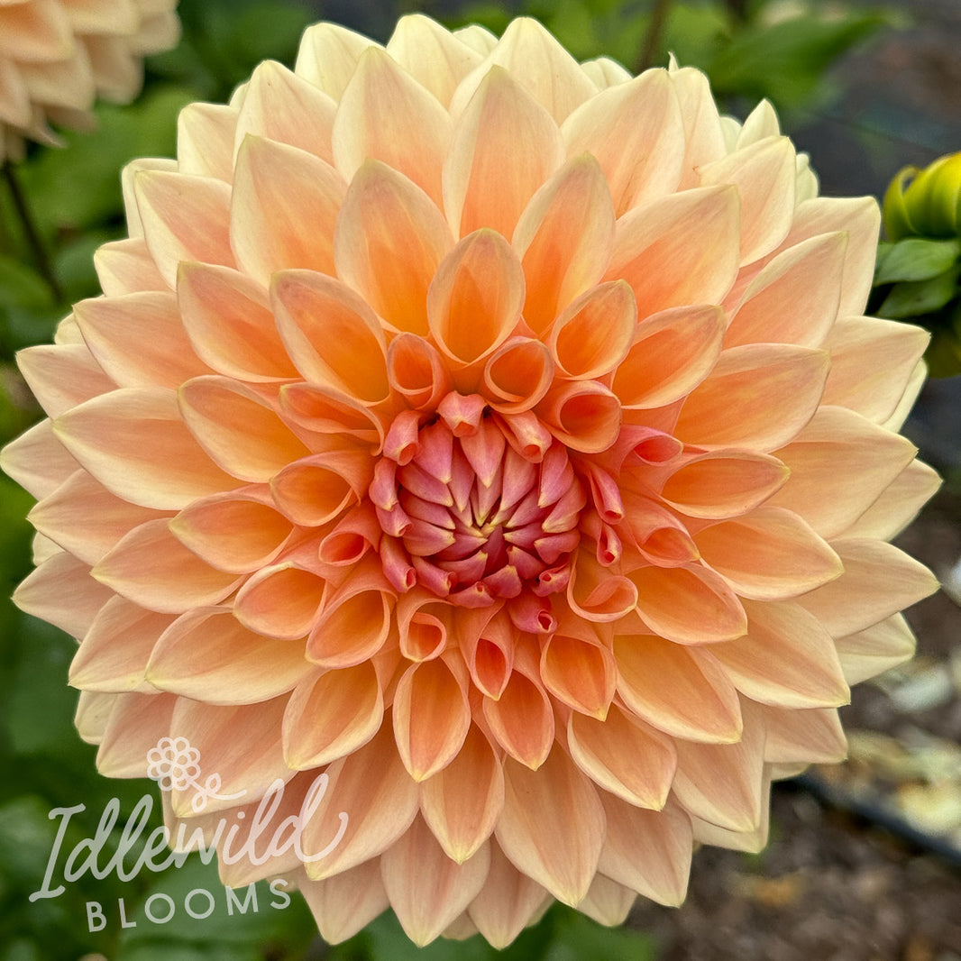 The Dahlia Library – Page 2 – Idlewild Blooms