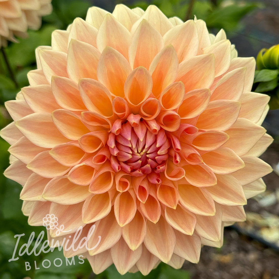 Bloomquist Alan Dahlia Tuber | Bloomquist Alan Flower Bulb ...
