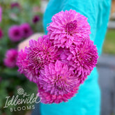 The Dahlia Library – Page 2 – Idlewild Blooms