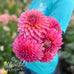 Bloomquist Mojo Dahlia Tuber | Bloomquist Mojo Flower Bulb ...