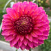 Bloomquist Mojo Dahlia Tuber | Bloomquist Mojo Flower Bulb ...