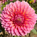 Bloomquist Mojo Dahlia Tuber | Bloomquist Mojo Flower Bulb ...