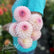 Bloomquist Tory P Dahlia Tuber | Bloomquist Tory P Flower Bulb ...