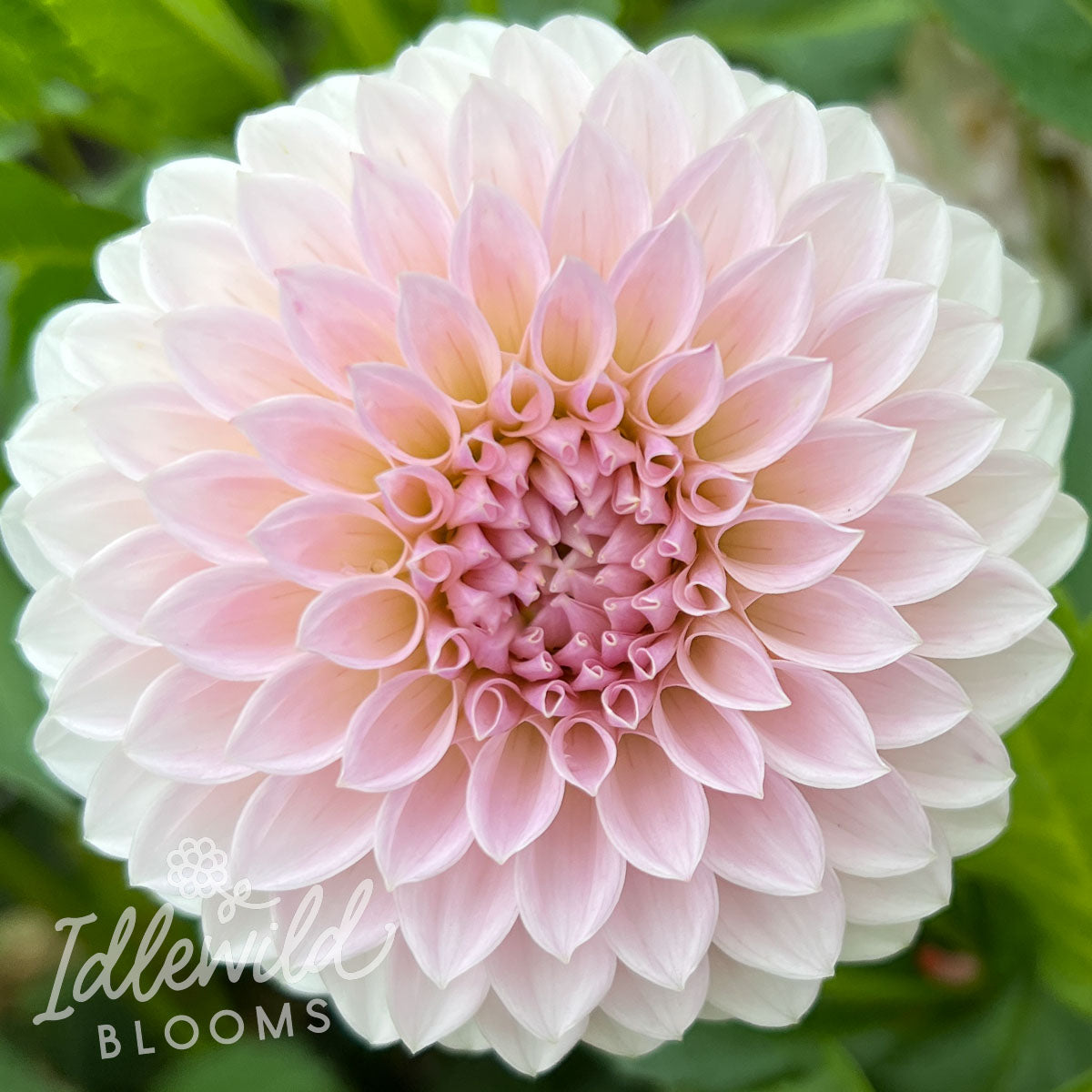Bloomquist Tory P Dahlia Tuber | Bloomquist Tory P Flower Bulb ...