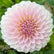 Bloomquist Tory P Dahlia Tuber | Bloomquist Tory P Flower Bulb ...