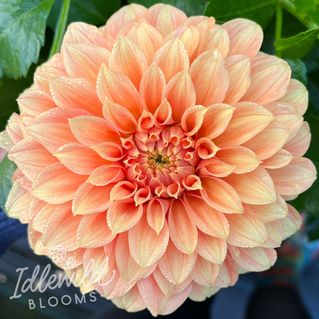 Bracken Palomino Dahlia Tuber | Bracken Palomino Flower Bulb ...