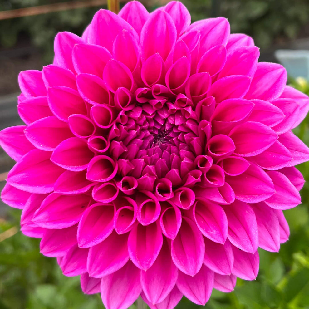 Brian R Dahlia Tuber | Brian R Flower Bulb & Information – Idlewild Blooms