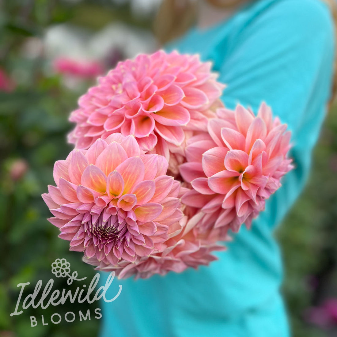 Castle Drive Dahlia Tuber Castle Drive Flower Bulb Information