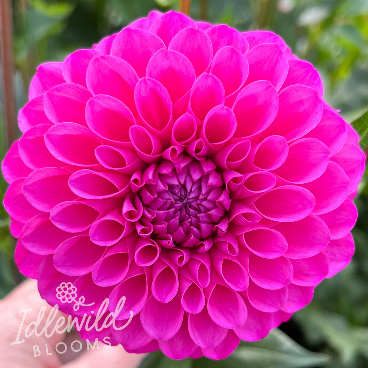Chimacum Katie Dahlia Tuber | Chimacum Katie Flower Bulb & Information – Idlewild Blooms