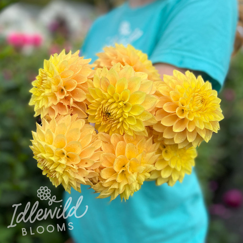Clearview Crackerjack Dahlia Tuber | Clearview Crackerjack Flower Bulb ...