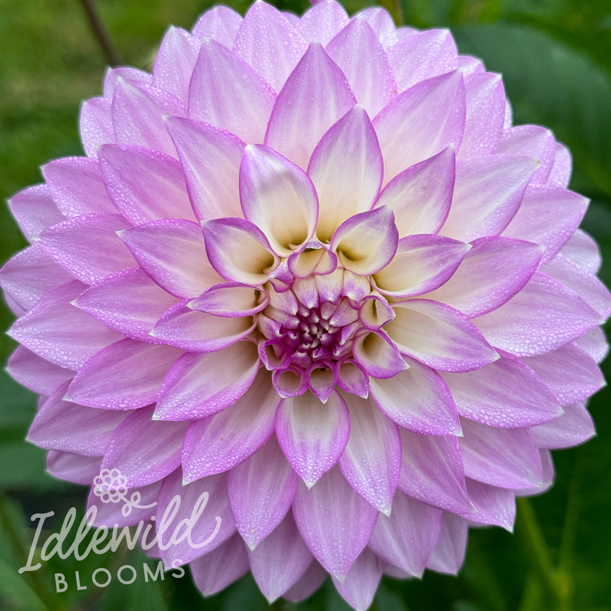 Clearview David Dahlia Tuber | Clearview David Flower Bulb ...