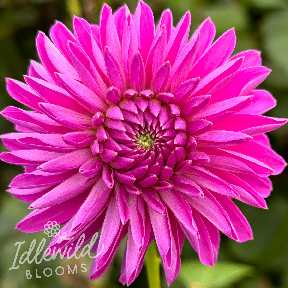 Clearview Erin Dahlia Tuber | Clearview Erin Flower Bulb & Information ...