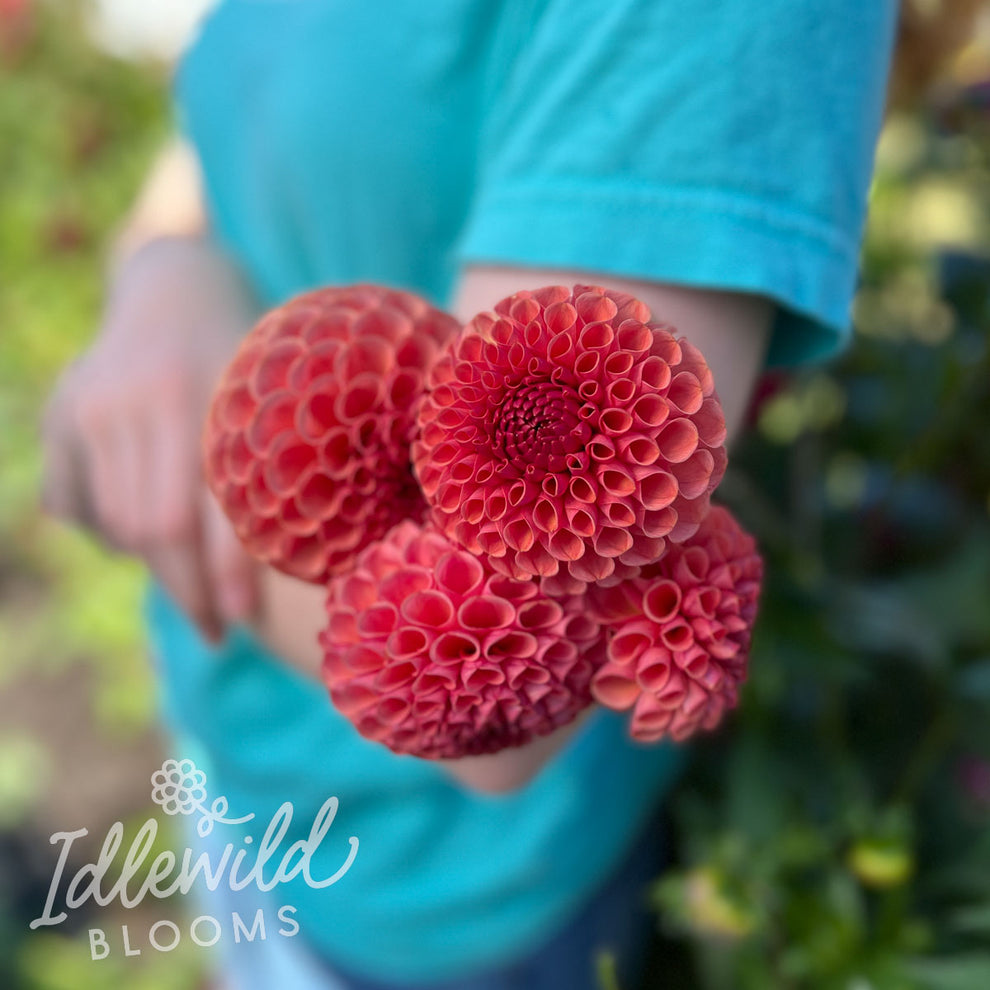 Ferncliff Rusty Dahlia Tuber | Ferncliff Rusty Flower Bulb ...