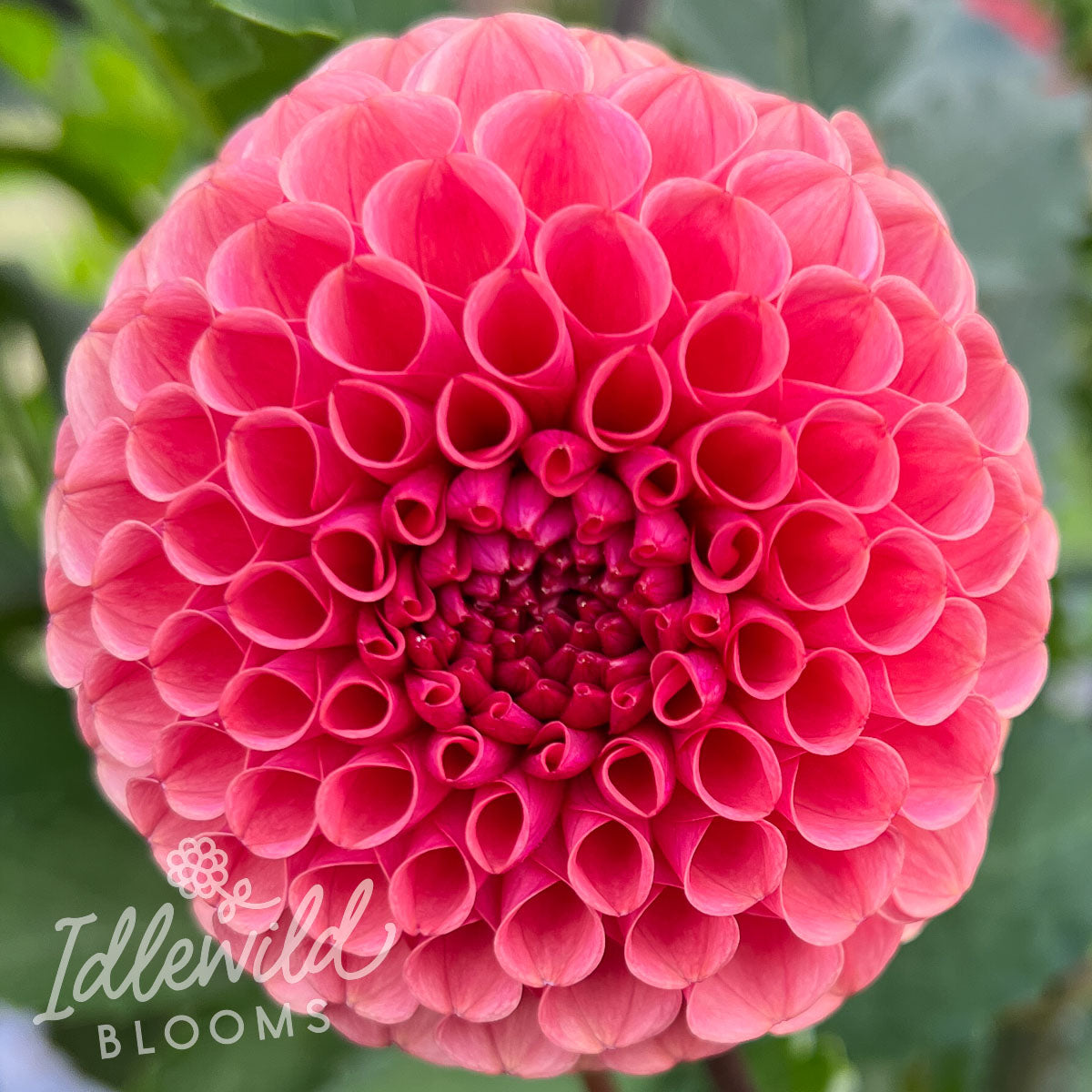 Ferncliff Rusty Dahlia Tuber | Ferncliff Rusty Flower Bulb ...
