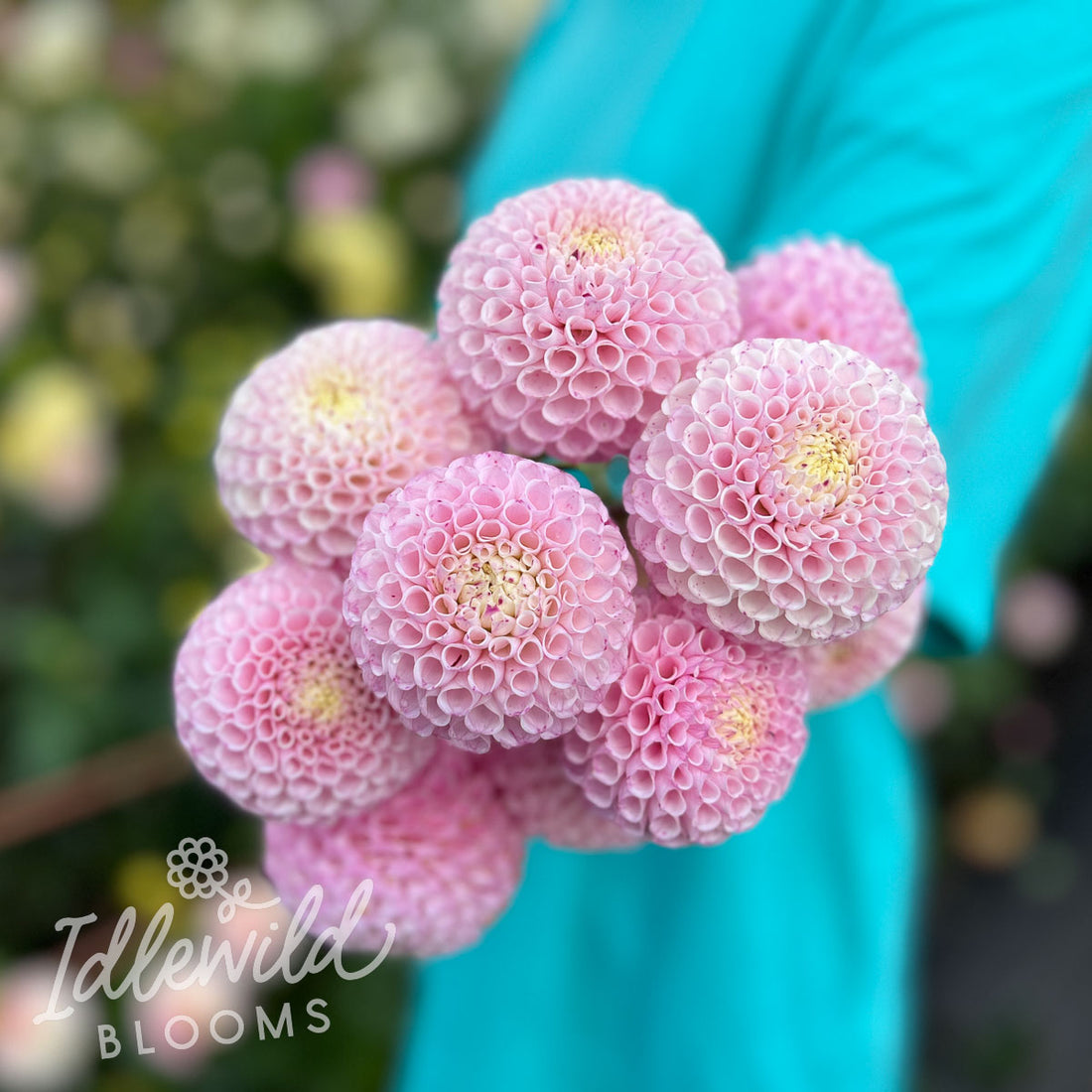 Fifi Dahlia Tuber | Fifi Flower Bulb & Information – Idlewild Blooms