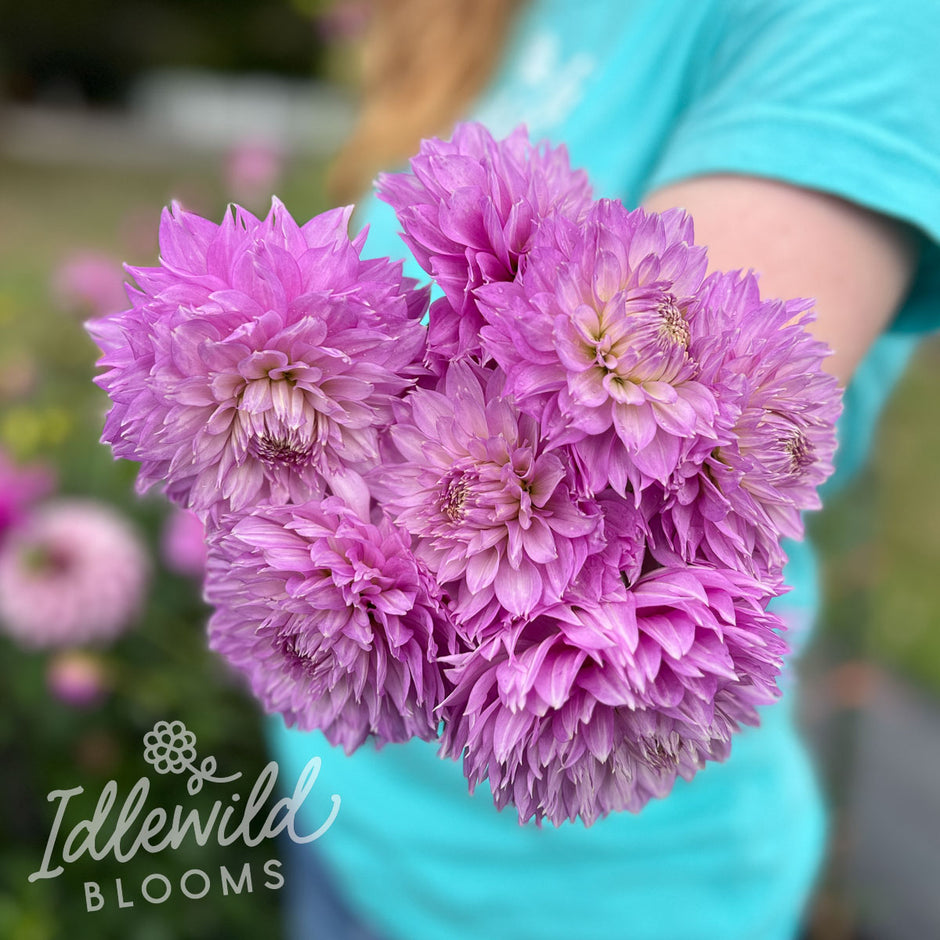 Sandra Dahlia Tuber | Pink Sylvia Flower Photo & Information