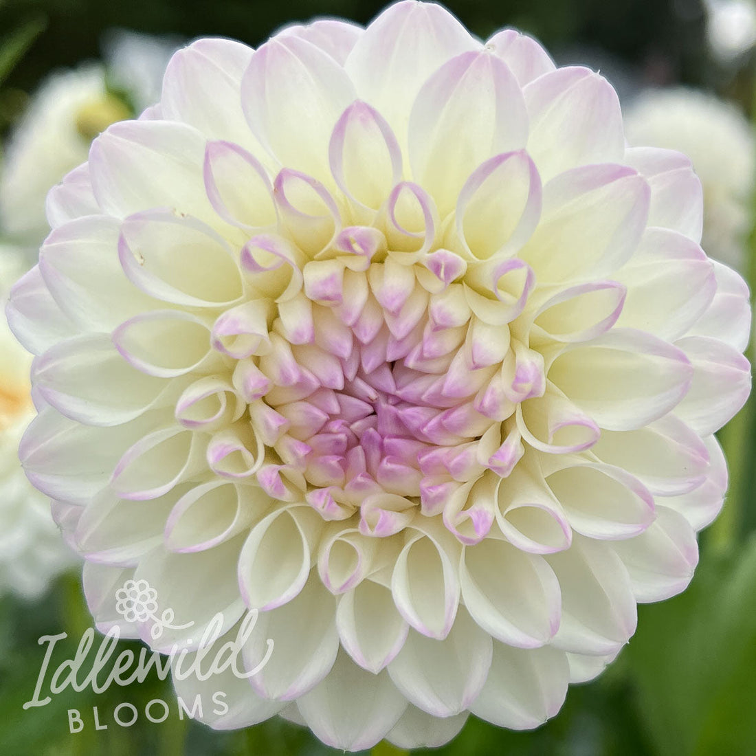 Gaylen Rose Dahlia Tuber | Gaylen Rose Flower Bulb & Information