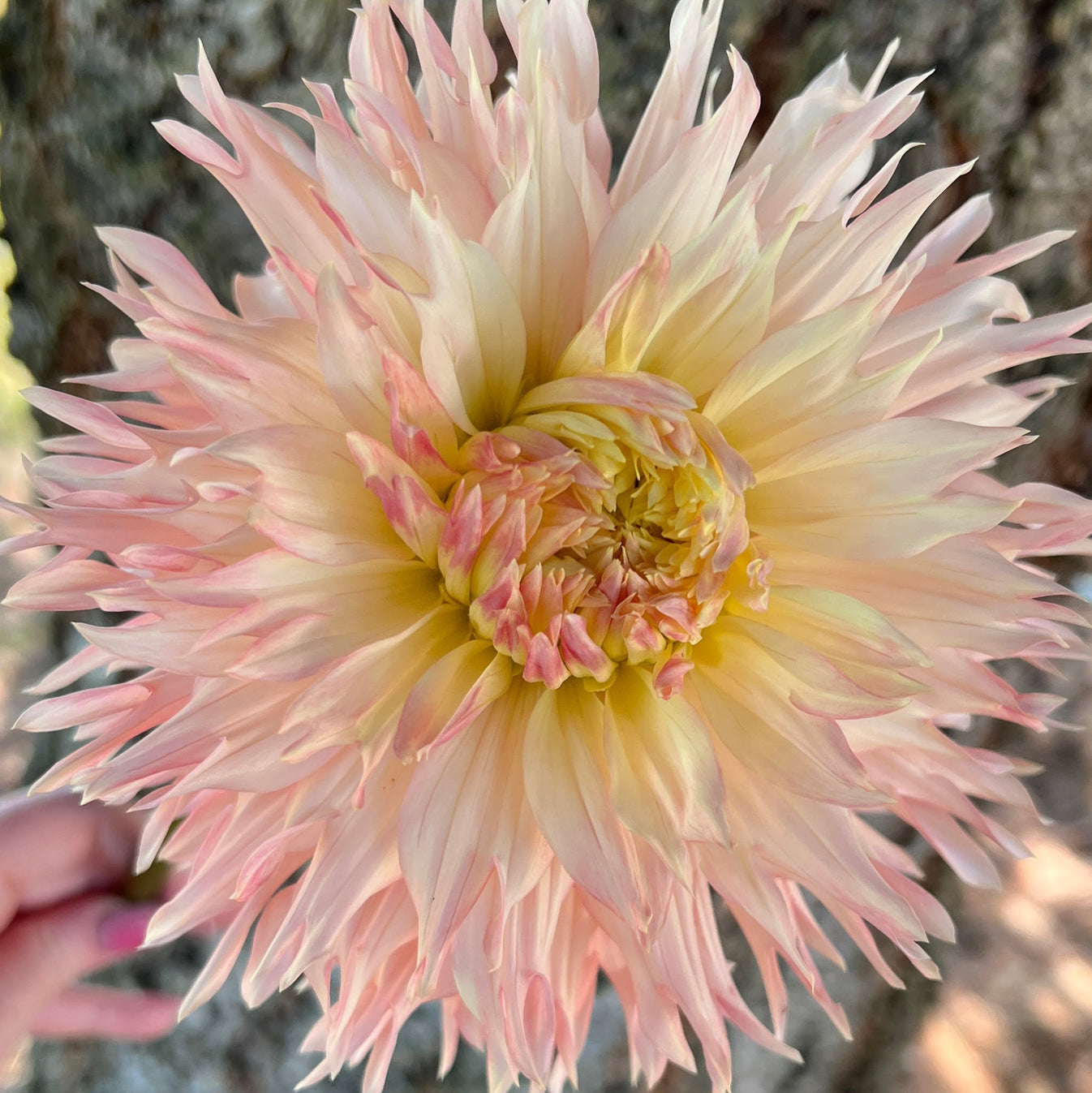 Hapet Champagne Dahlia Tuber | Hapet Champagne Flower Bulb & Information