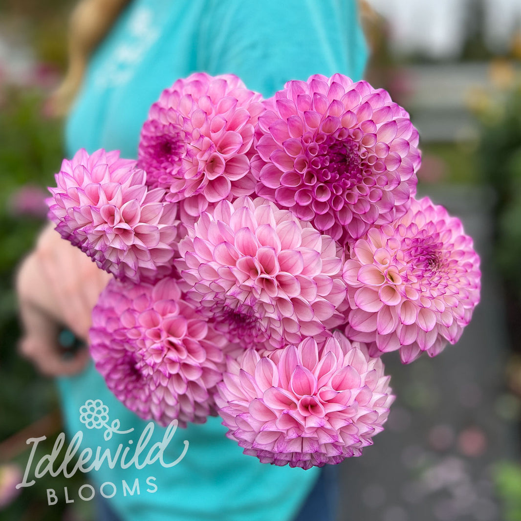 Sandra Dahlia Tuber | Pink Sylvia Flower Photo & Information