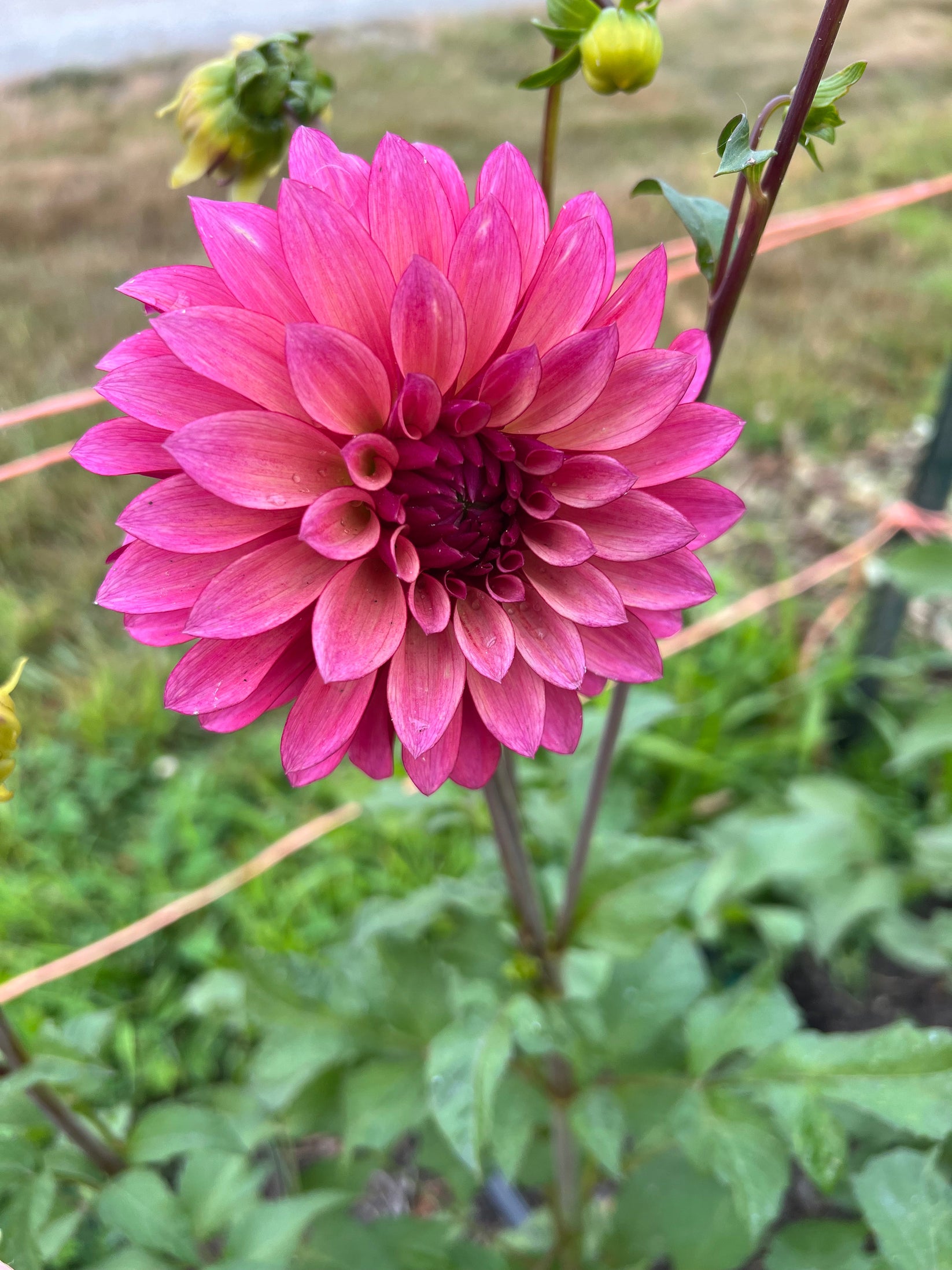 Stillwater Becky Dahlia Tuber | Stillwater Becky Flower Photo ...