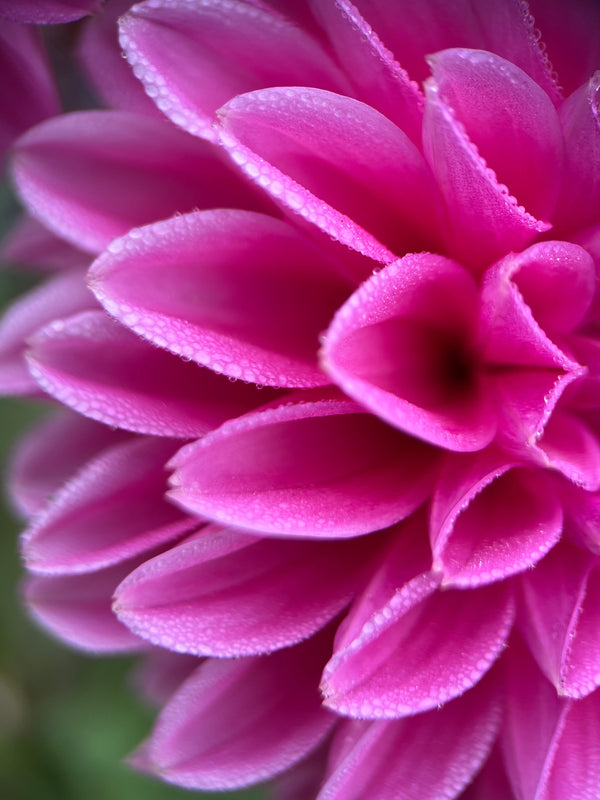 Sandra Dahlia Tuber | Pink Sylvia Flower Photo & Information – Idlewild ...