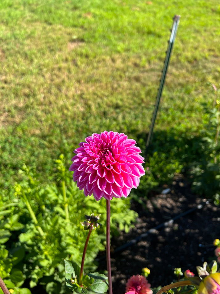 Sandra Dahlia Tuber | Pink Sylvia Flower Photo & Information – Idlewild ...
