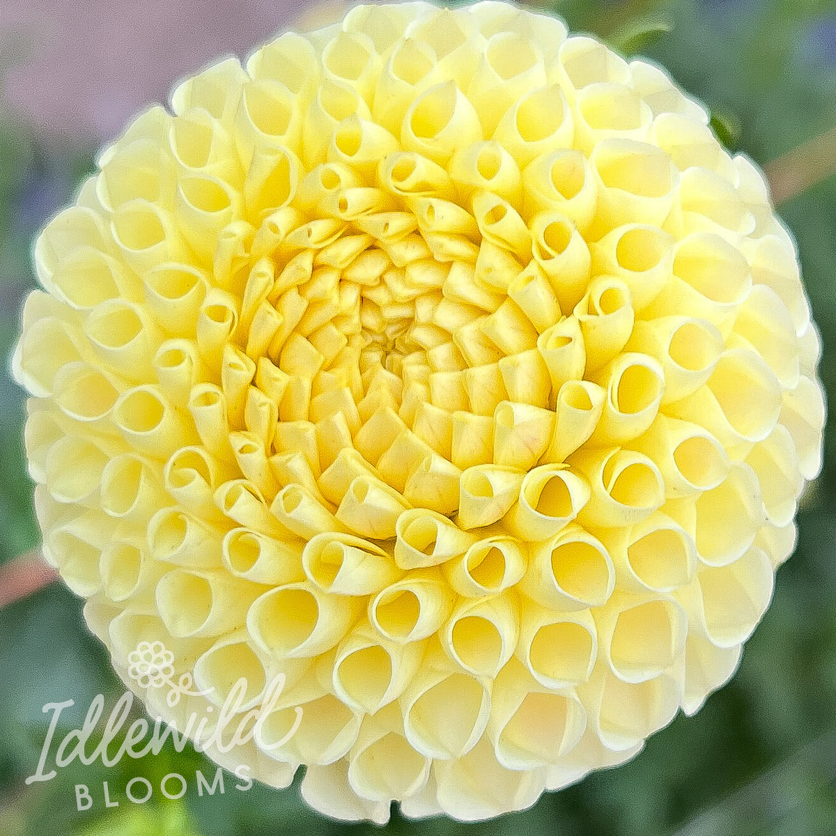 Irish Moon Dahlia Tuber | Irish Moon Flower Bulb & Information ...