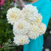 Irish Ruffles Dahlia Tuber | Irish Ruffles Flower Bulb & Information ...