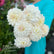Irish Ruffles Dahlia Tuber | Irish Ruffles Flower Bulb & Information ...