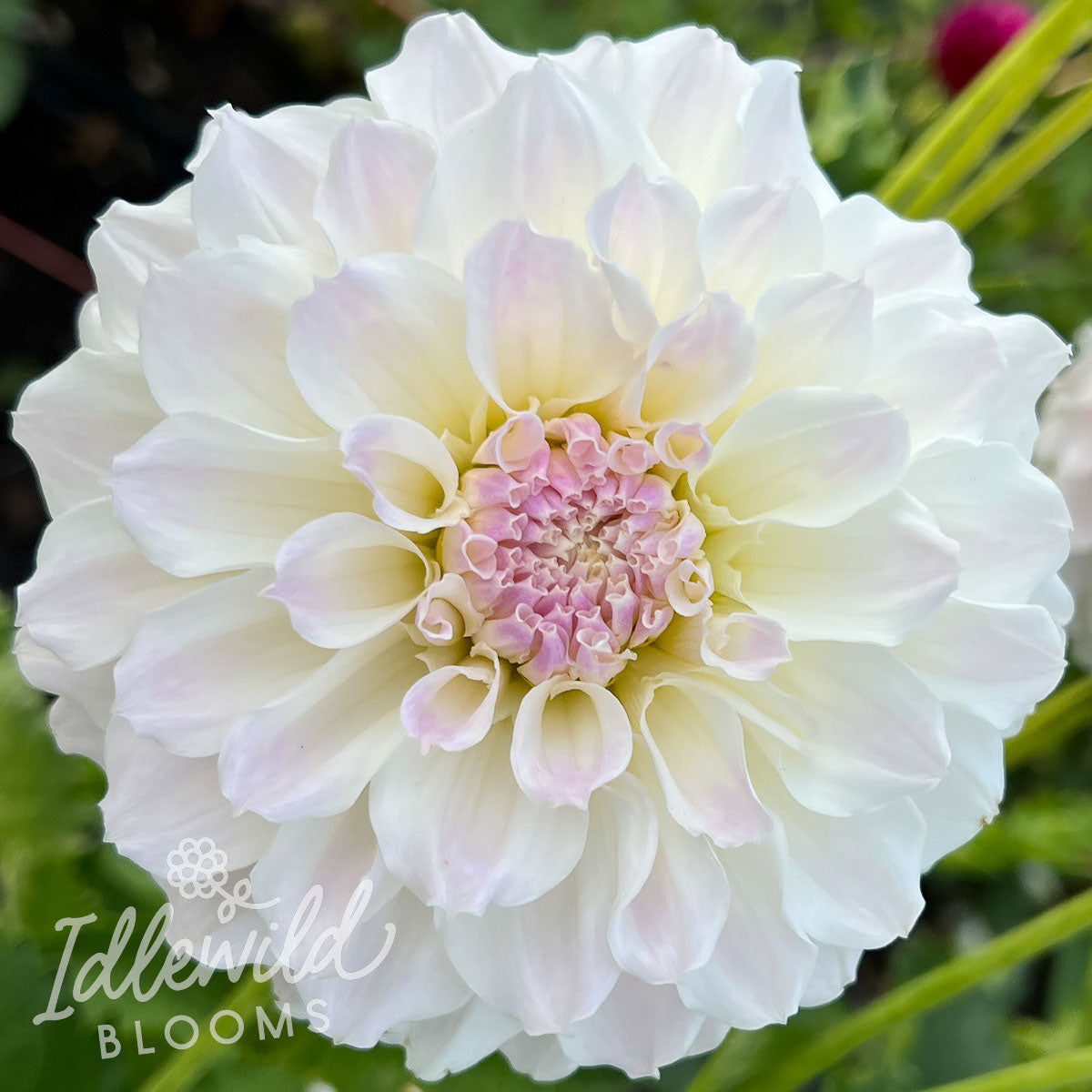 Irish Ruffles Dahlia Tuber | Irish Ruffles Flower Bulb & Information ...