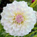 Irish Ruffles Dahlia Tuber | Irish Ruffles Flower Bulb & Information ...