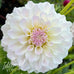 Irish Ruffles Dahlia Tuber | Irish Ruffles Flower Bulb & Information ...