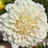 Irish Ruffles Dahlia Tuber | Irish Ruffles Flower Bulb & Information ...