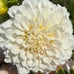 Irish Ruffles Dahlia Tuber | Irish Ruffles Flower Bulb & Information ...