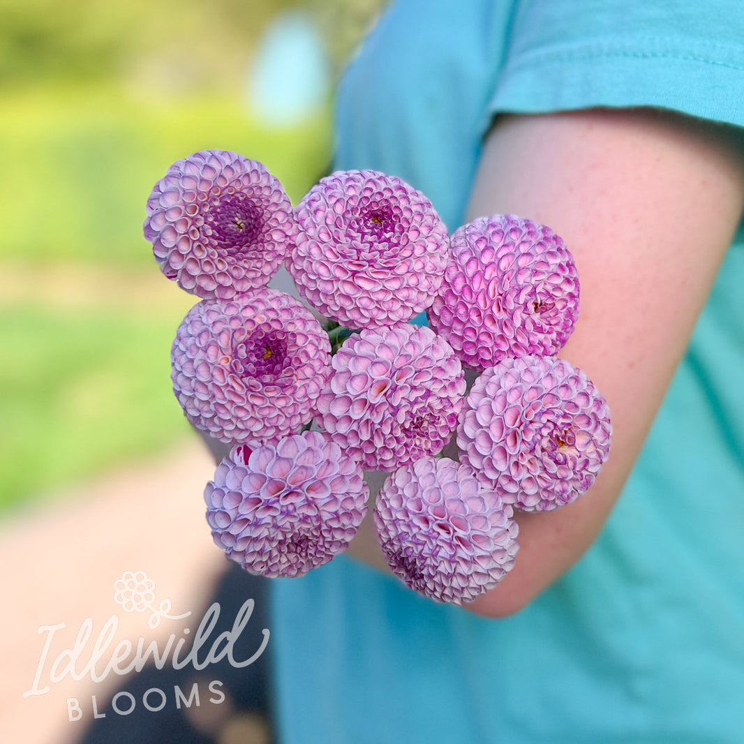 Sandra Dahlia Tuber | Pink Sylvia Flower Photo & Information