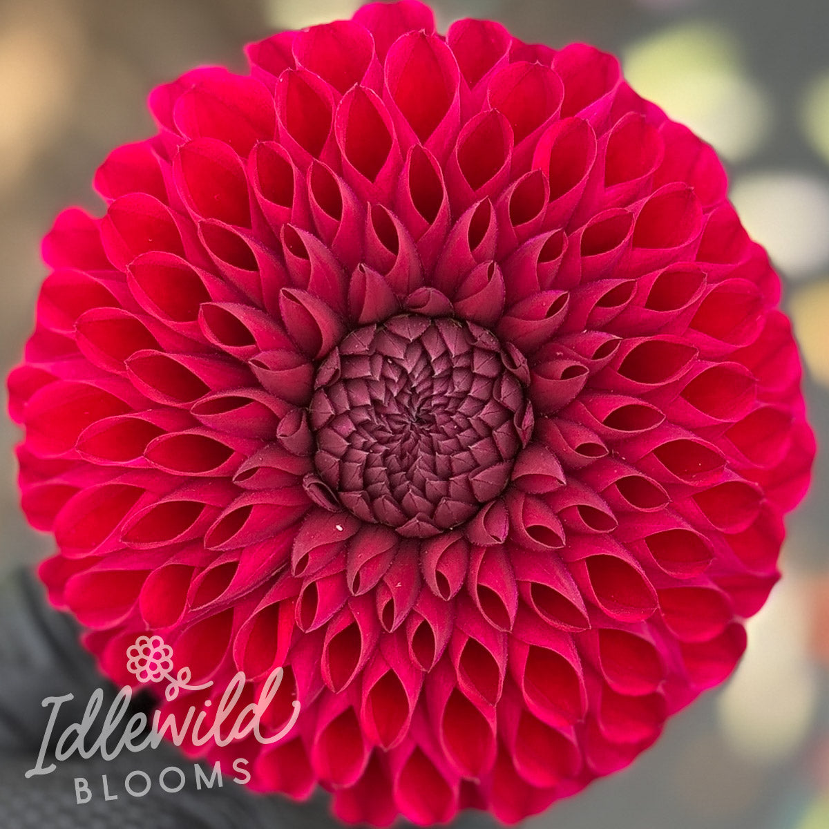 Jessie G Dahlia Tuber | Jessie G Flower Bulb & Information – Idlewild ...