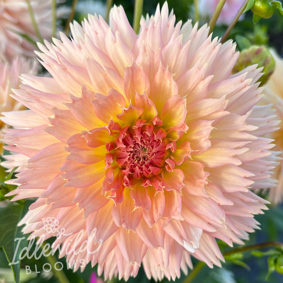 Lakeview Peach Fuzz Dahlia Tuber | Lakeview Peach Fuzz Flower Bulb ...
