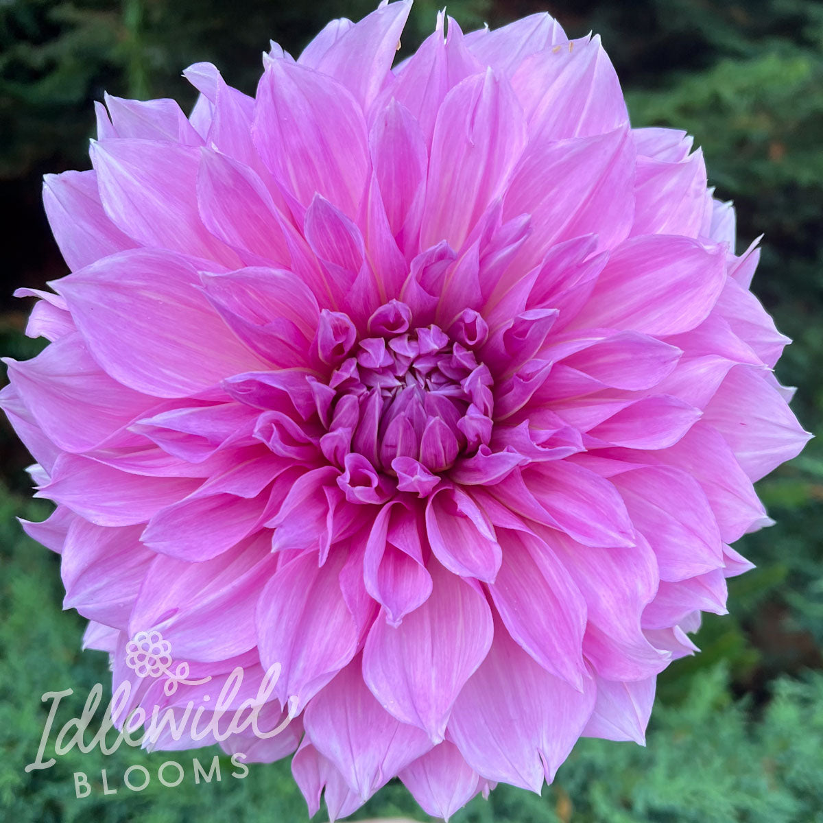 Lavender Perfection Dahlia Tuber | Lavender Perfection Flower Photo & Information – Idlewild Blooms