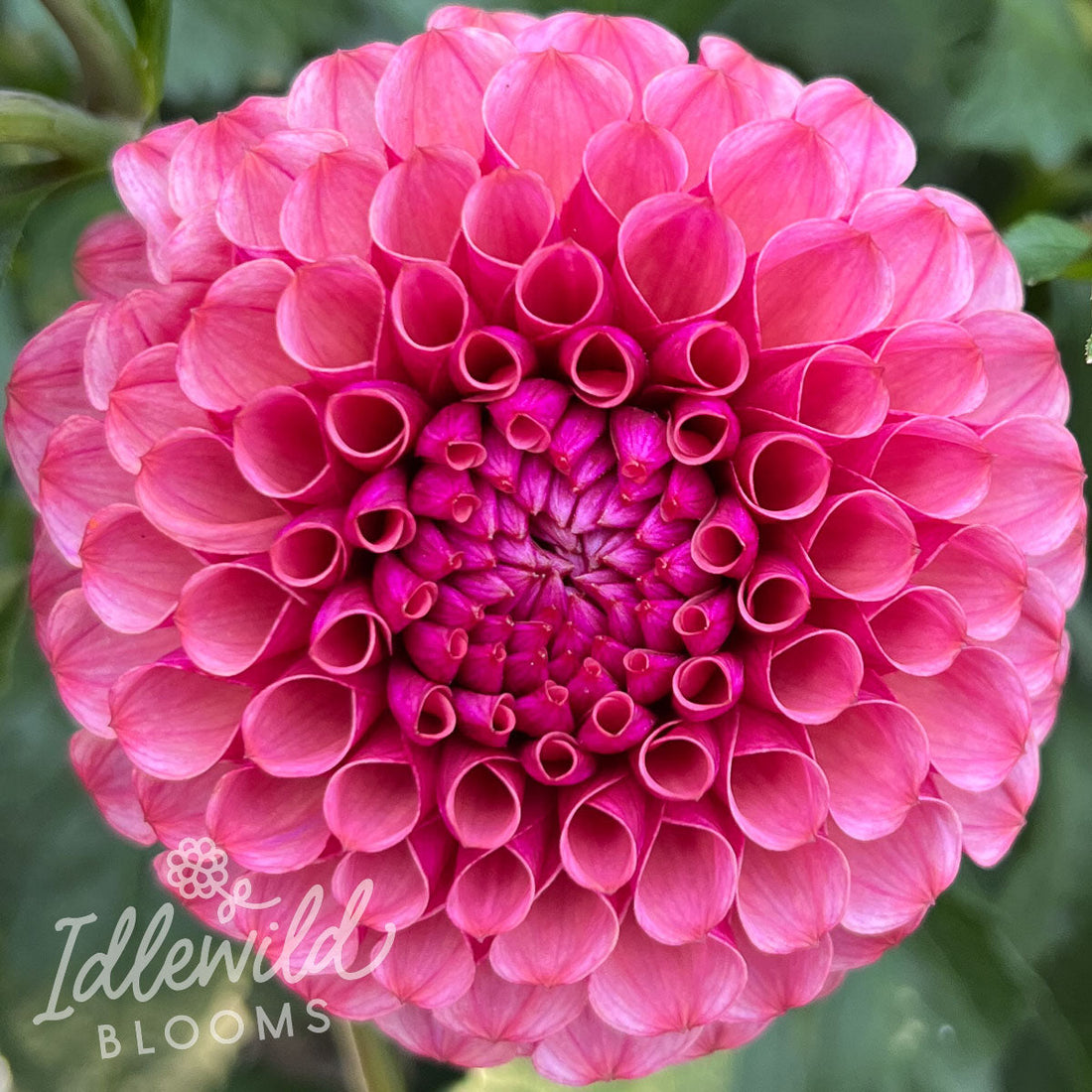 Mission Gypsy Dahlia Tuber | Mission Gypsy Flower Bulb & Information ...