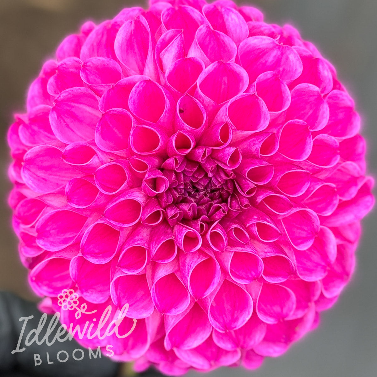 Ridling's Dakota Dahlia Tuber | Ridling's Dakota Flower Bulb ...