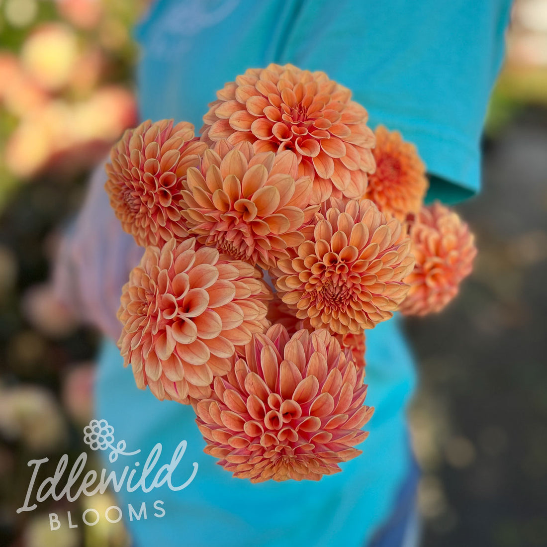 Rose Toscano Dahlia Tuber | Rose Toscano Flower Bulb & Information ...