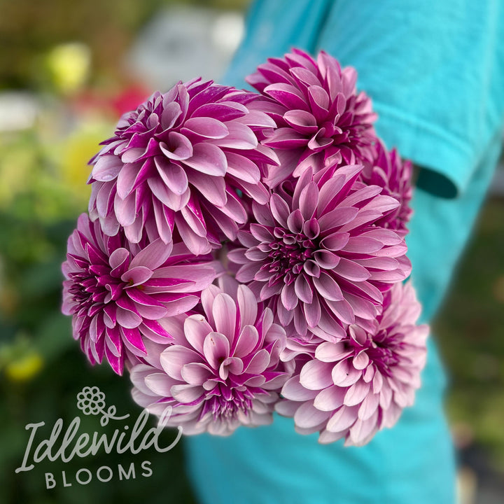 Sandra Dahlia Tuber | Pink Sylvia Flower Photo & Information