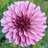 Salish Twilight Girl Dahlia Tuber | Salish Twilight Girl Flower Bulb ...