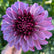 Salish Twilight Girl Dahlia Tuber | Salish Twilight Girl Flower Bulb ...