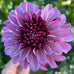Salish Twilight Girl Dahlia Tuber | Salish Twilight Girl Flower Bulb ...