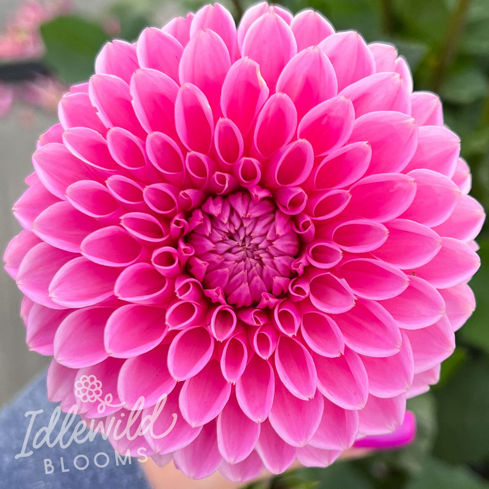 Sandra Dahlia Tuber | Pink Sylvia Flower Photo & Information – Idlewild ...